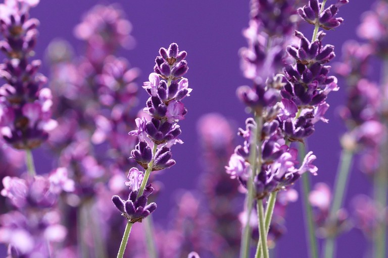 Fioritura della lavanda in Italia: dove e quando vederla